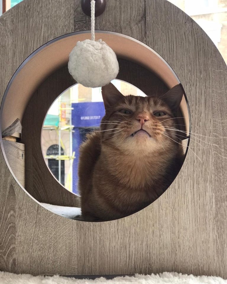 Visit Pause Cat Cafe In Bournemouth For The Purrfect Time