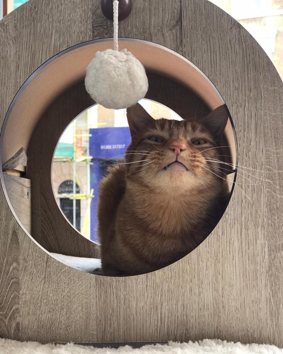 Visit Pause Cat Cafe In Bournemouth For The Purrfect Time