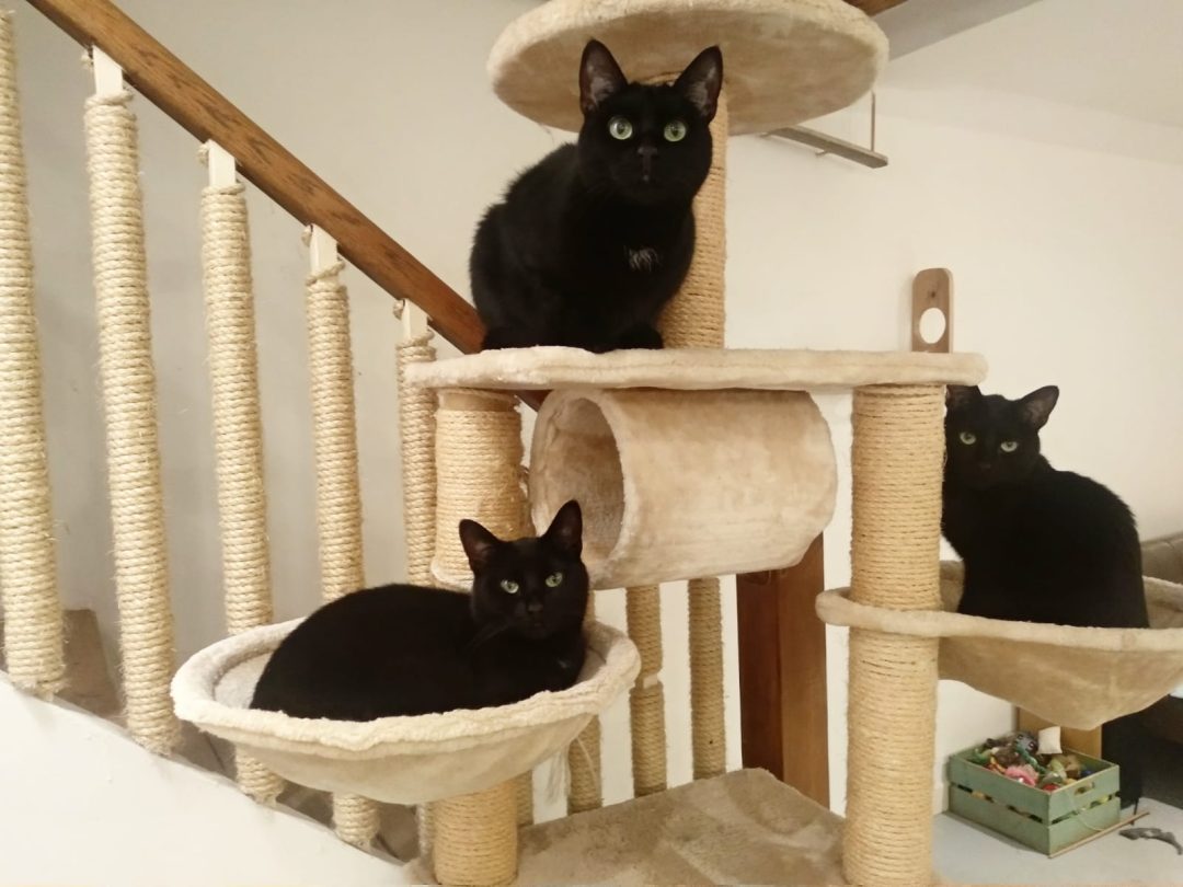 Visit Pause Cat Cafe In Bournemouth For The Purrfect Time