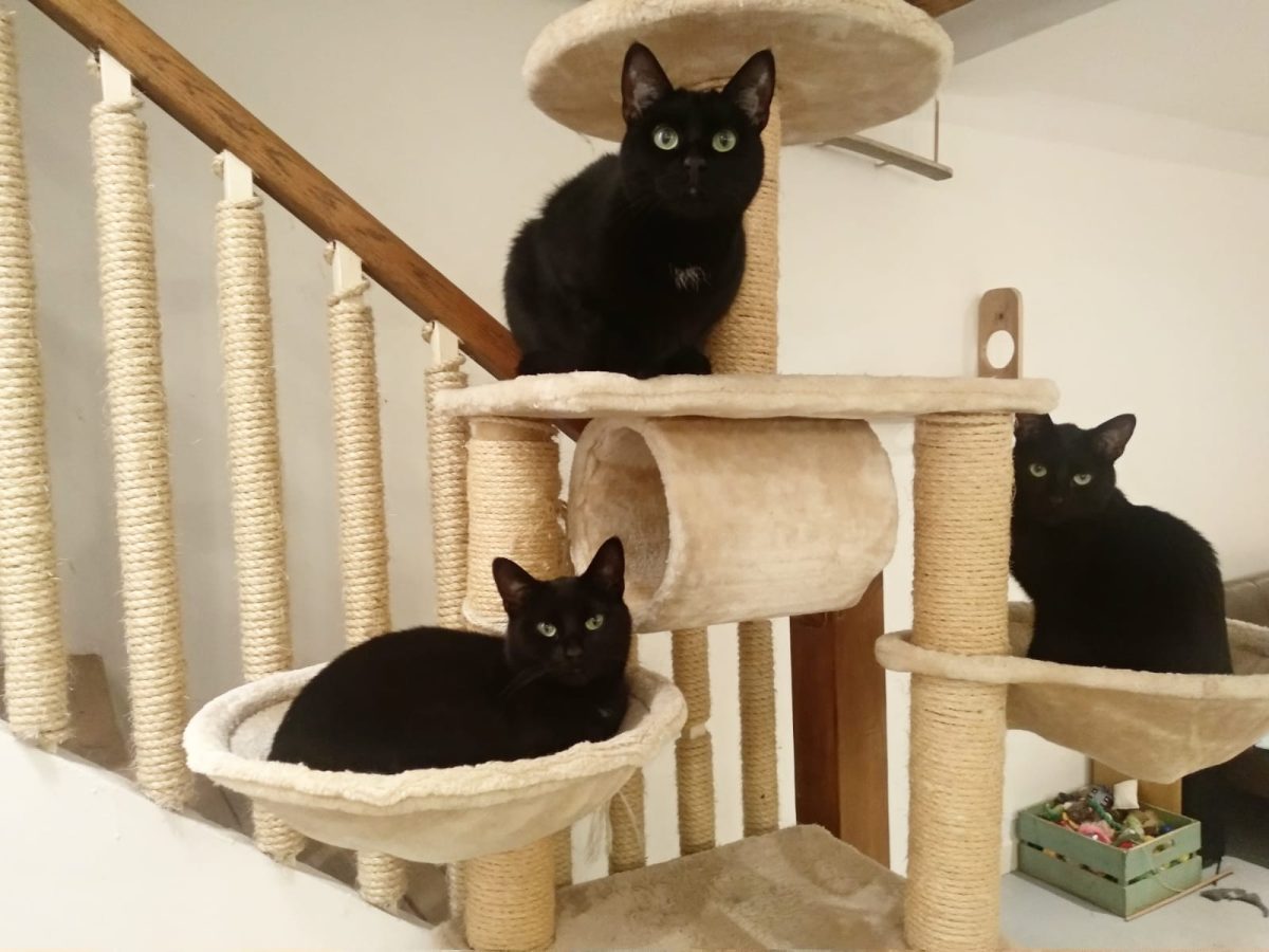 Visit Pause Cat Cafe In Bournemouth For The Purrfect Time