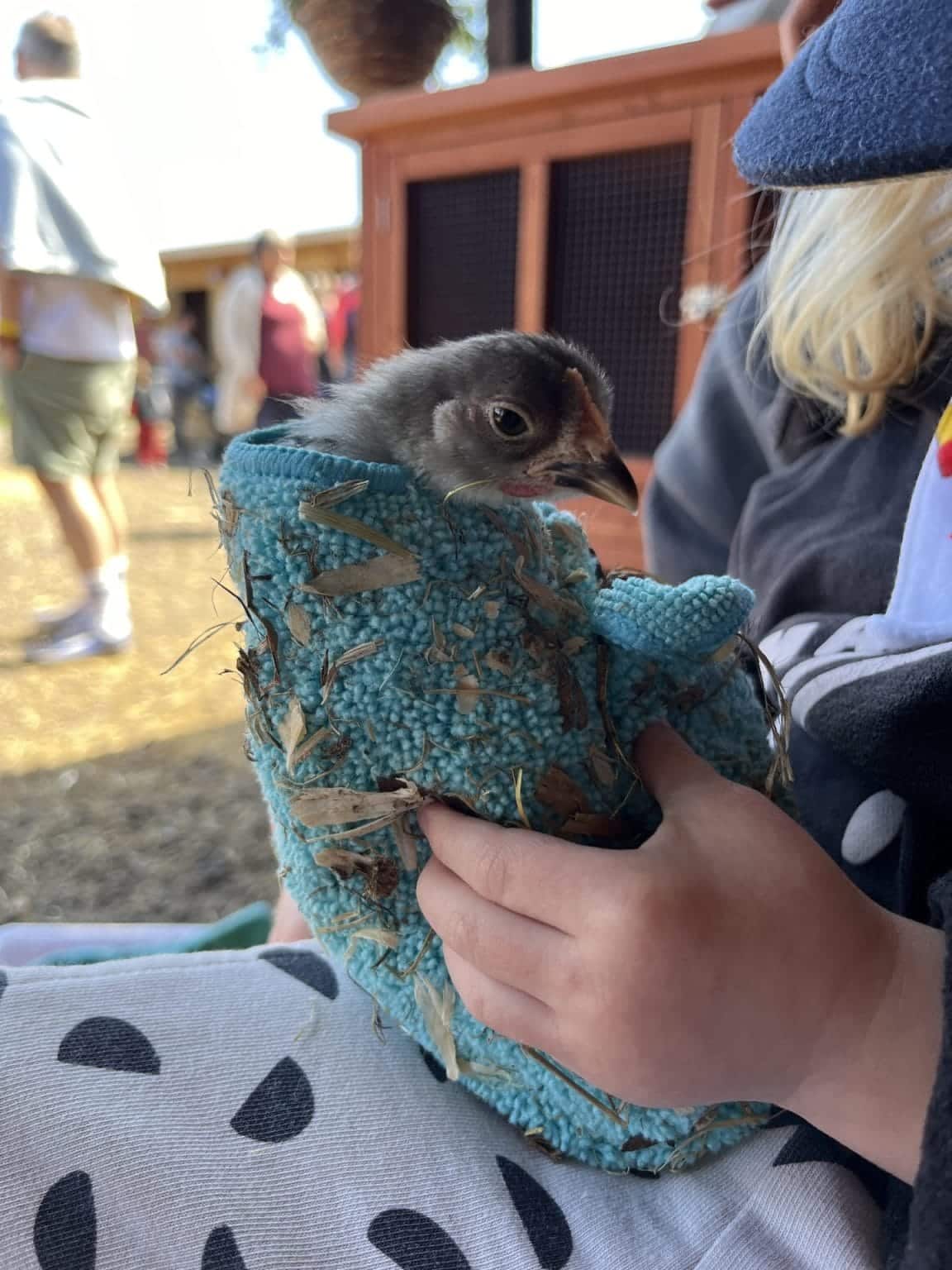 Nick's Farm In Bournemouth Is The Perfect Family Day Out