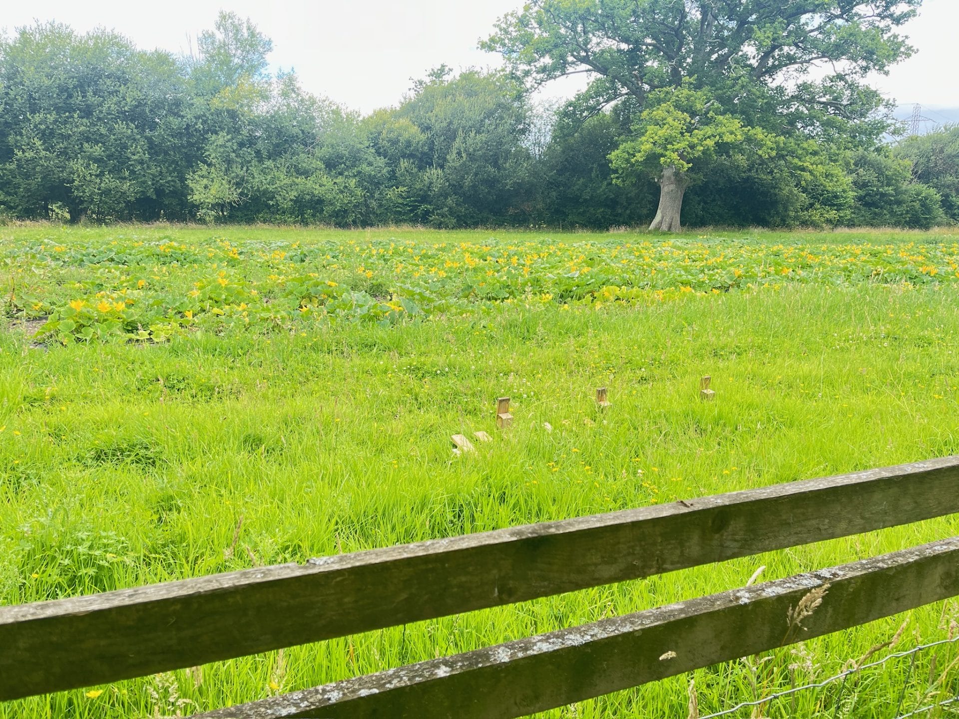Gullivers Farm Shop & Kitchen Serves Delicious Homemade Food