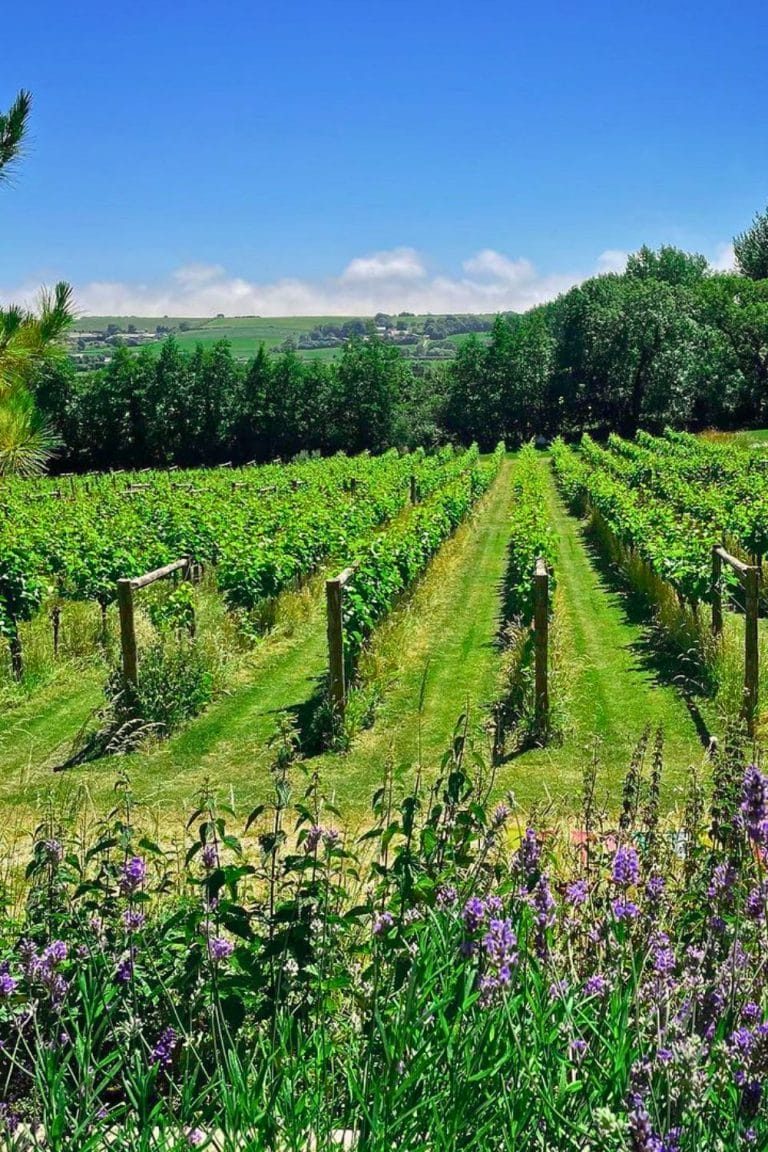 7 Vineyards In Dorset That Will Transport You To Wine Heaven