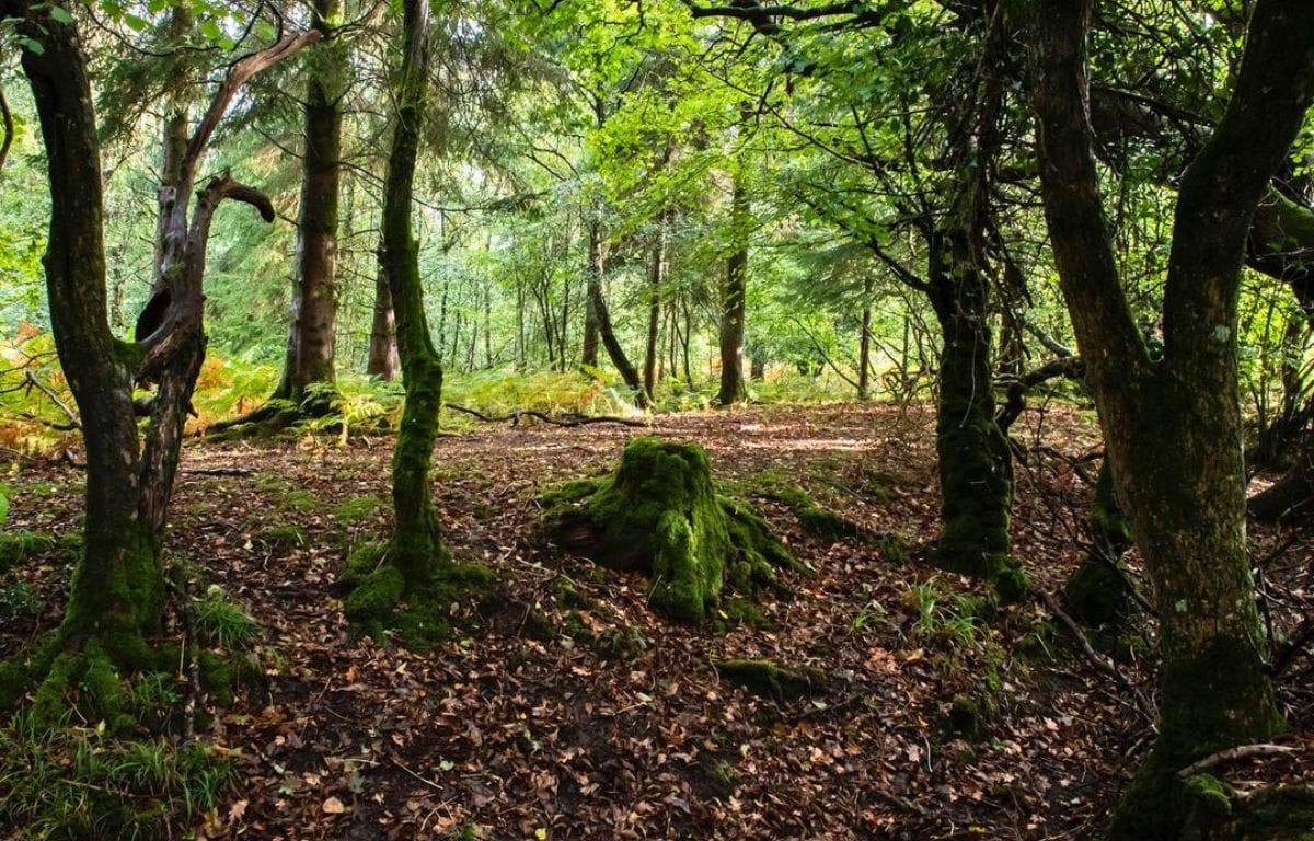 10 Enchanting Dorset Woodlands To Take A Scenic Stroll