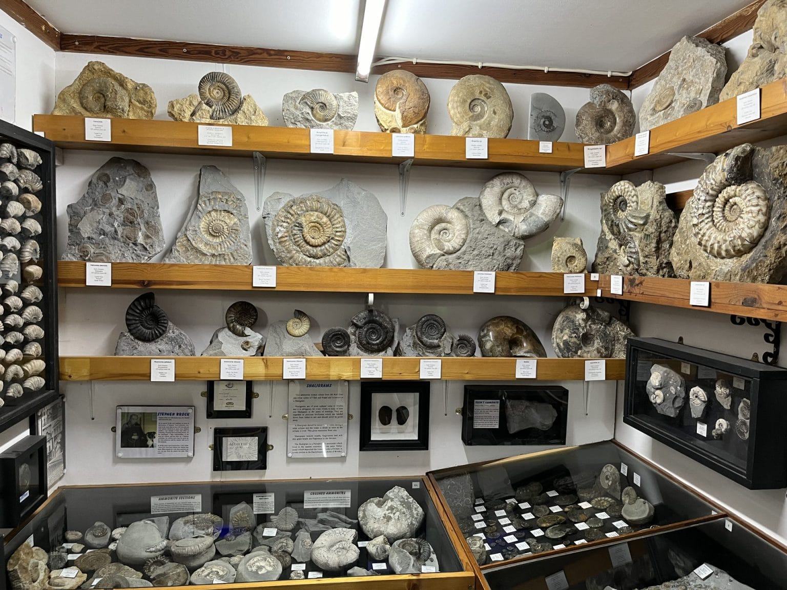 This Dinosaur Museum Is A Must Visit When In Lyme Regis