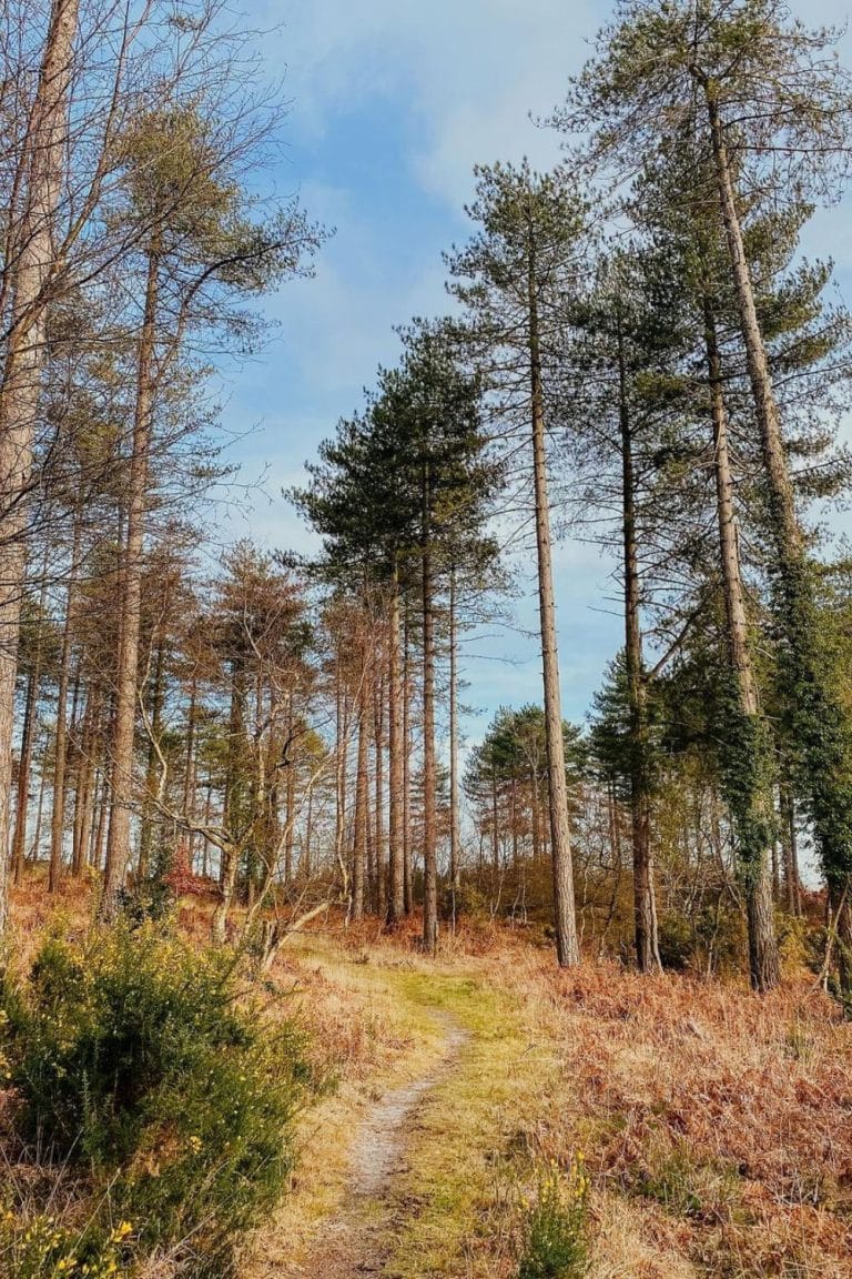 10 Enchanting Dorset Woodlands To Take A Scenic Stroll