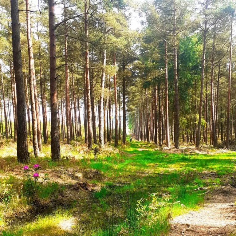 10 Enchanting Dorset Woodlands To Take A Scenic Stroll