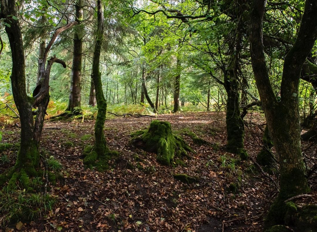 10 Enchanting Dorset Woodlands To Take A Scenic Stroll