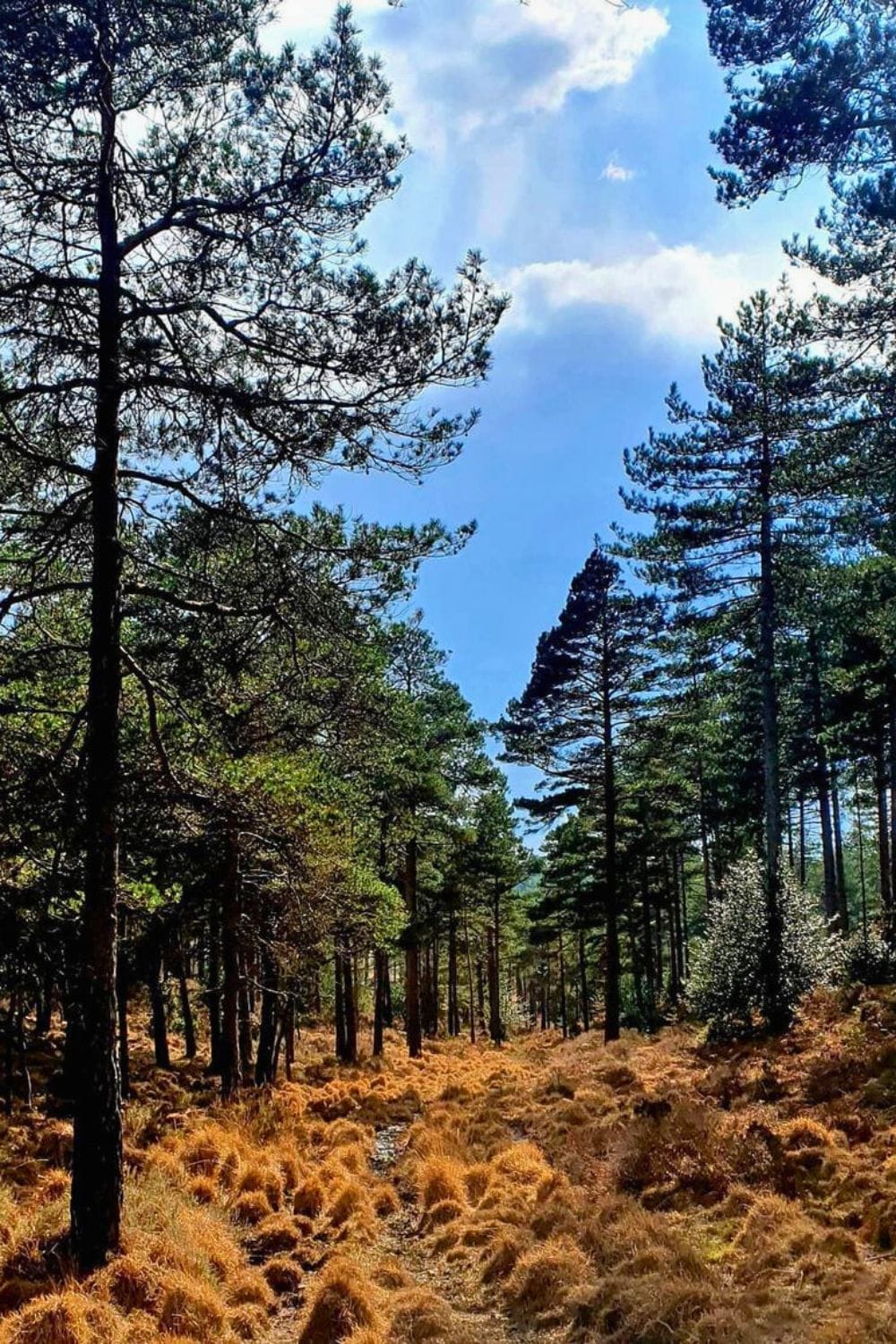 10 Enchanting Dorset Woodlands To Take A Scenic Stroll