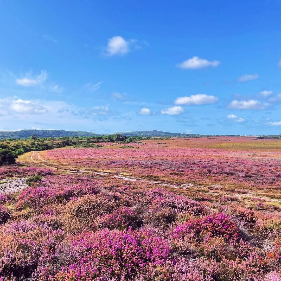 12 Stunning Bird-Watching Locations In Dorset