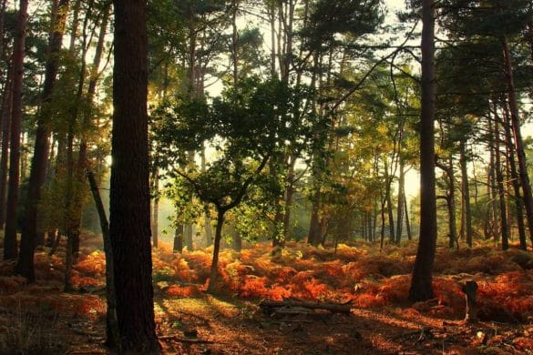 12 Genuinely Unique Things To Do In Wimborne Minster