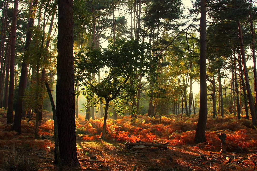 The 10 Best Places For An Autumn Stroll In Dorset This Year
