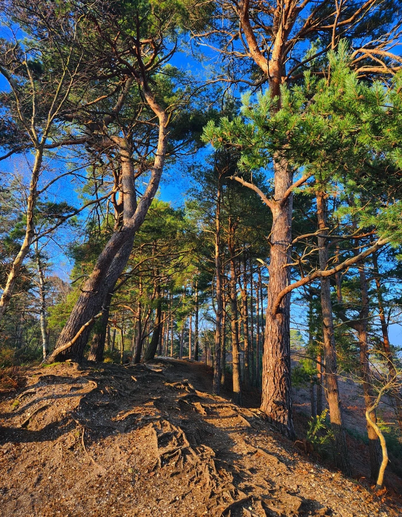 Dorset’s 15 Most Stunning Nature Reserves and Country Parks