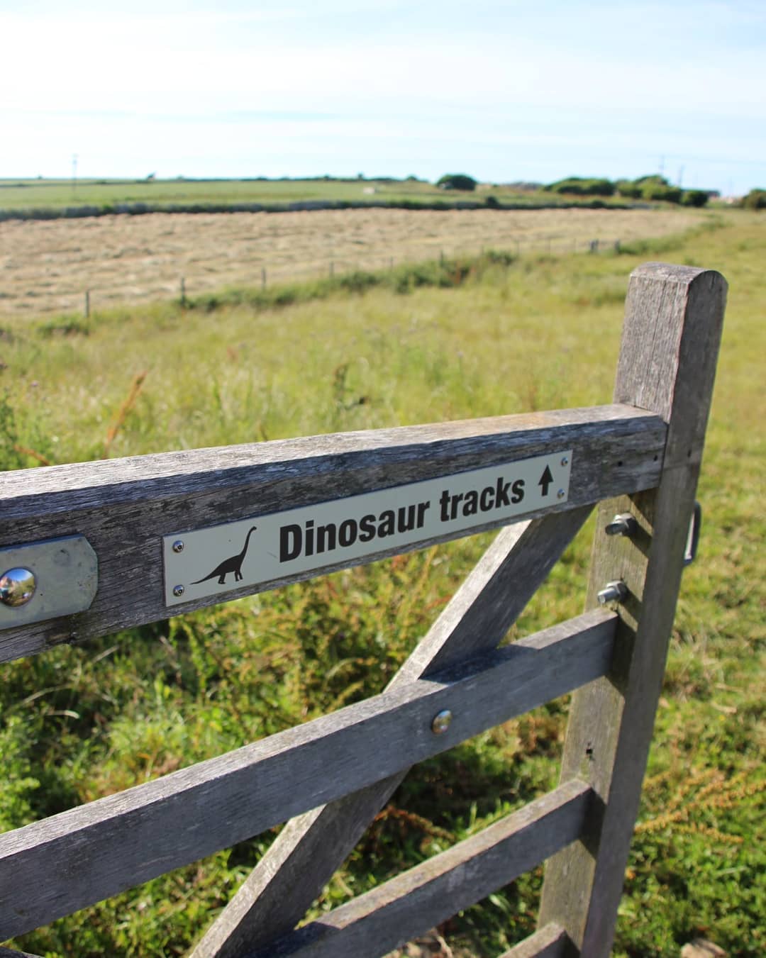 Discover Dorset's 145 Million-Year-Old Dinosaur Footprints
