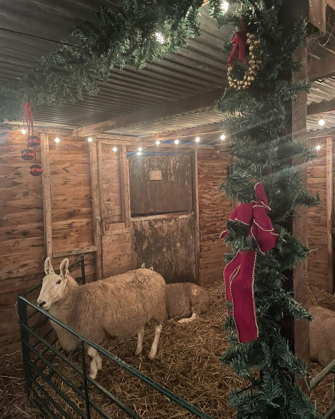18 Santa’s Grottos in Dorset for Magical Christmas Memories