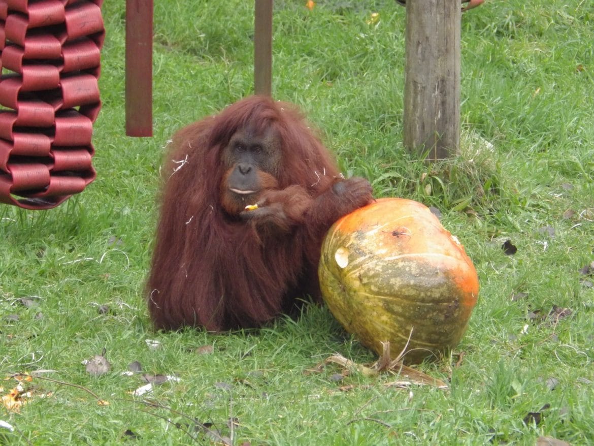 Meet The Monkeys Saved From Cruelty, Now Thriving In Dorset