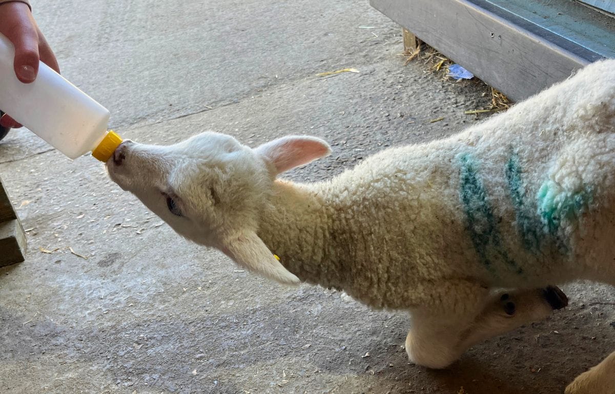 Salt Pig - The Farm: A Fun-Filled Hidden Gem For Families