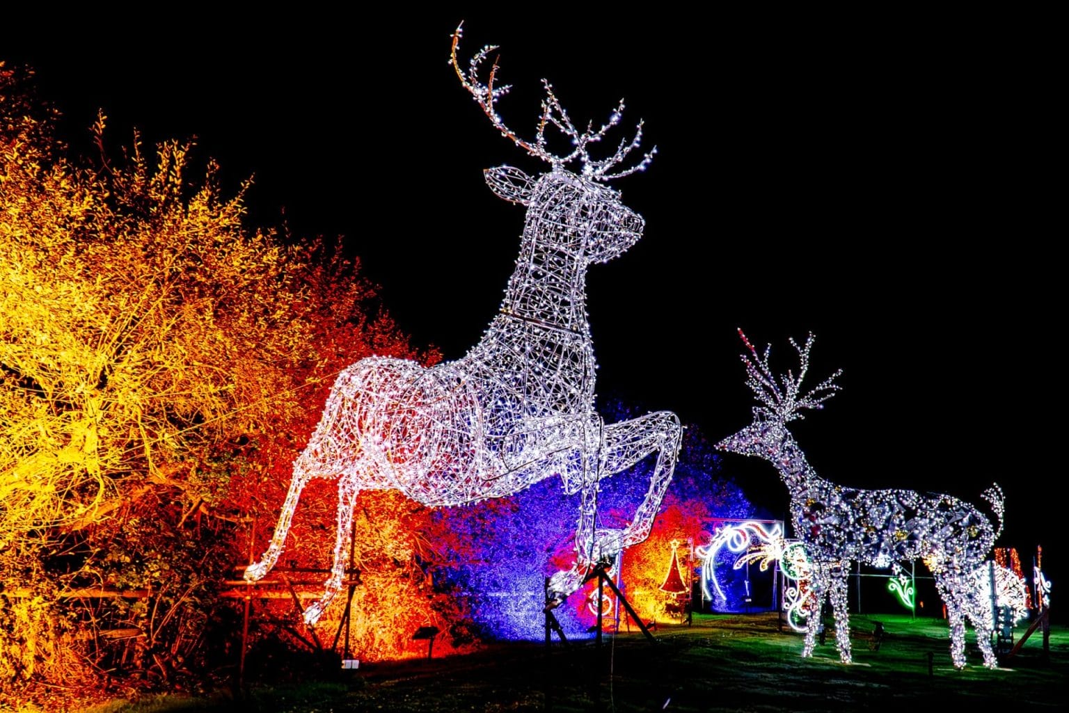 Christmas Lights and Reindeer Experience at Nutley Farm